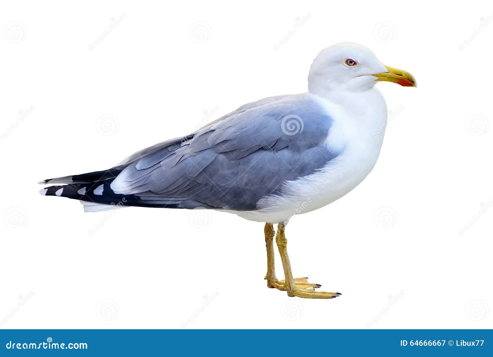 Standing Seagull isolated stock image. Image of wildlife - 64666667