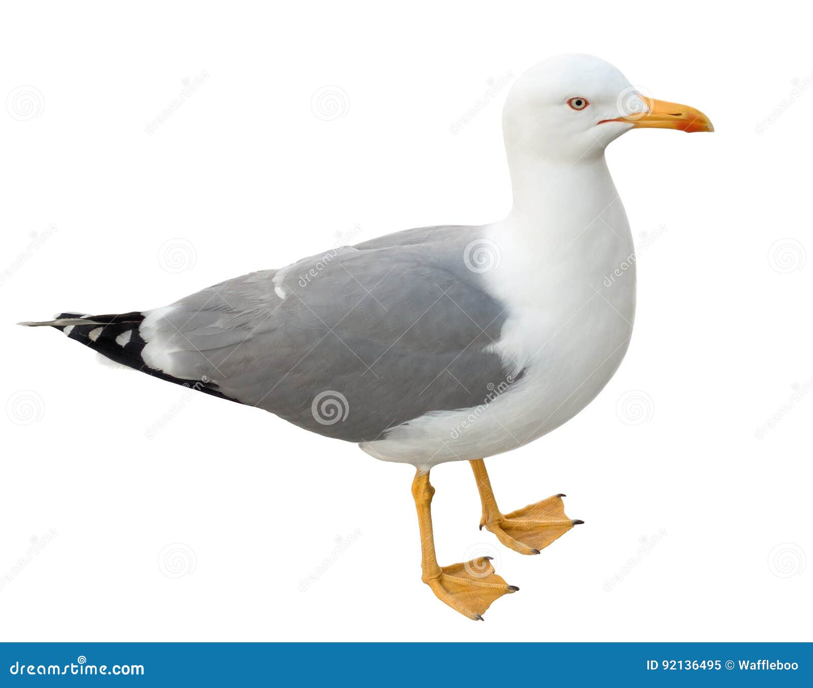 Standing Seagull, Isolated on White Stock Image - Image of wild, copy ...