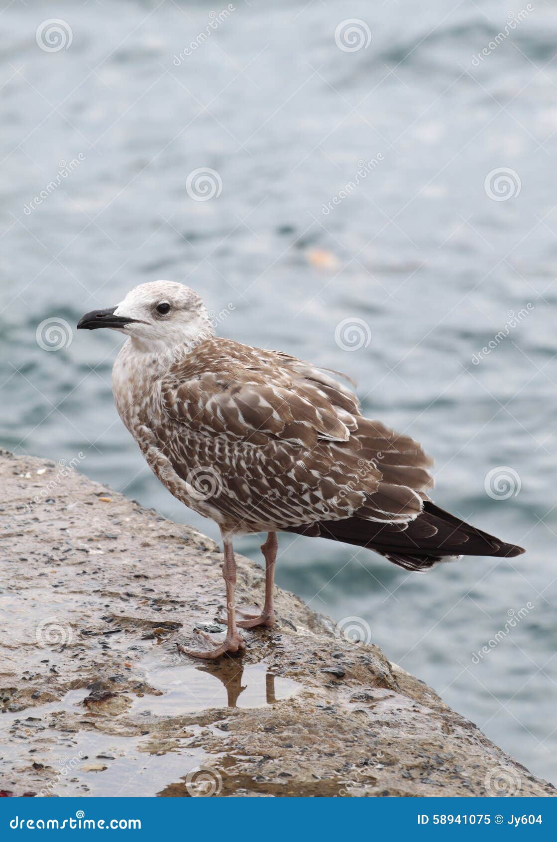 Standing seagull stock image. Image of tail, wildlife - 58941075