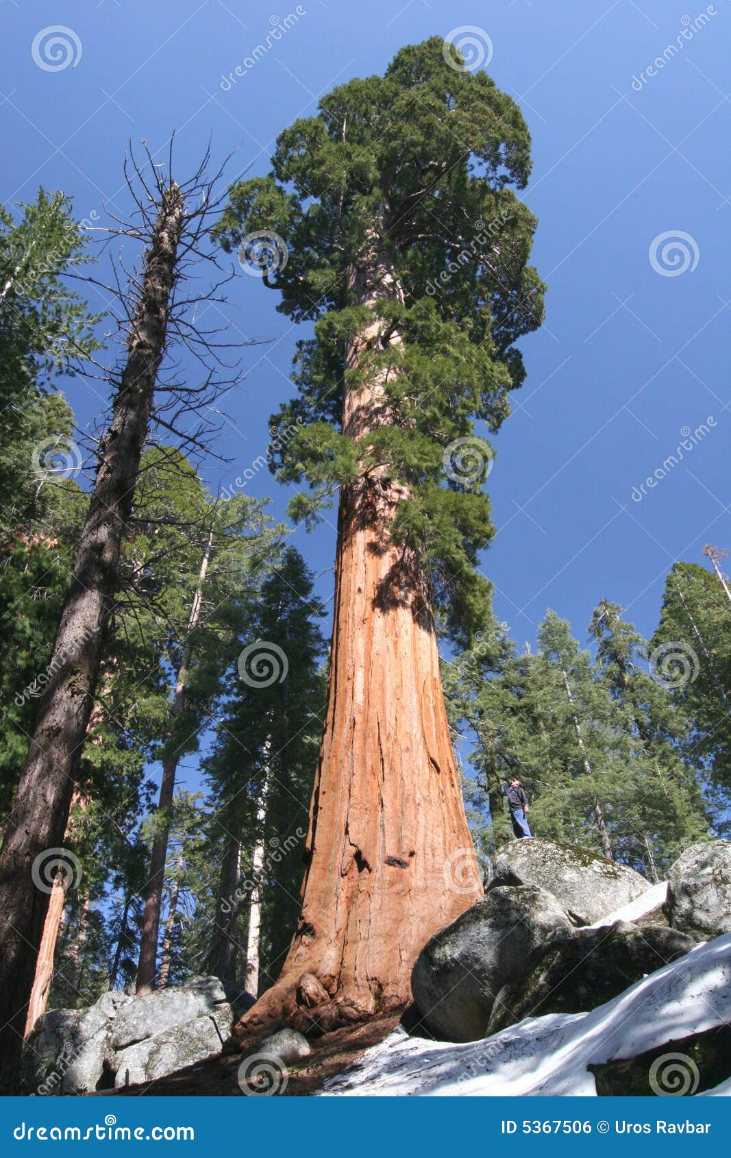 Standing beside the Sequoia Stock Photo - Image of national, altitude ...