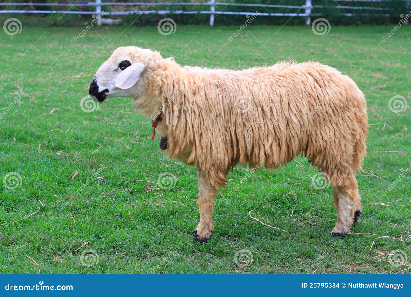 Standing sheep stock photo. Image of green, sheep, pasture - 25795334