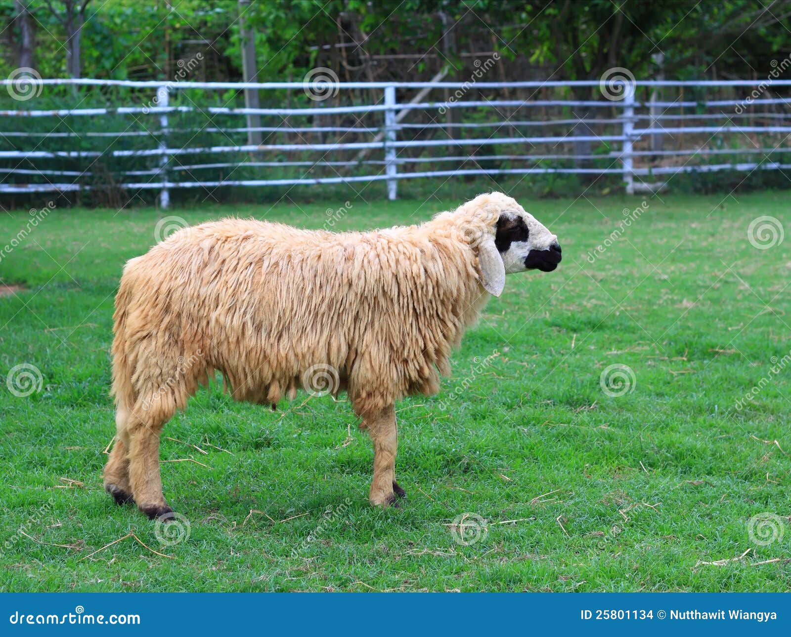 Standing sheep stock photo. Image of grass, eating, mammal - 25801134