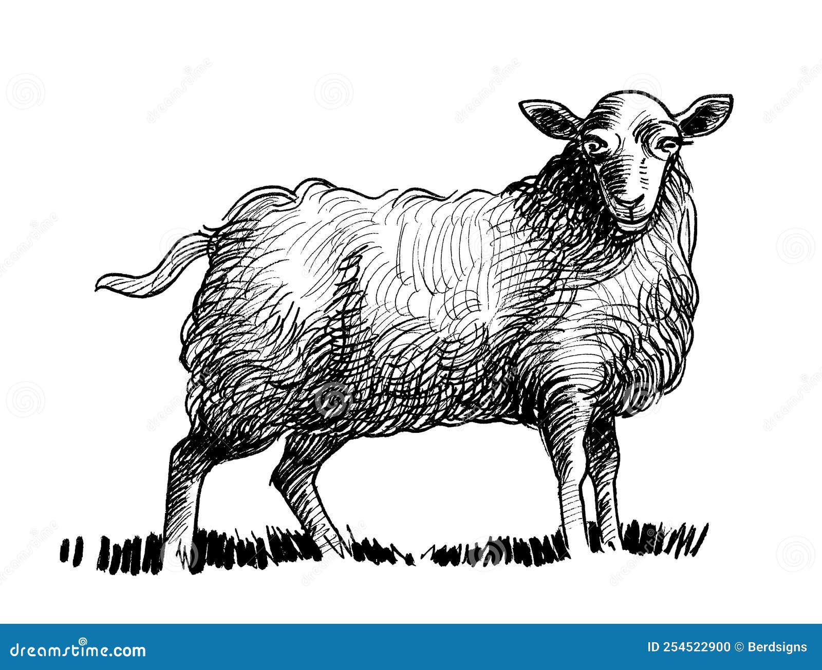 Standing sheep stock illustration. Illustration of standin - 254522900