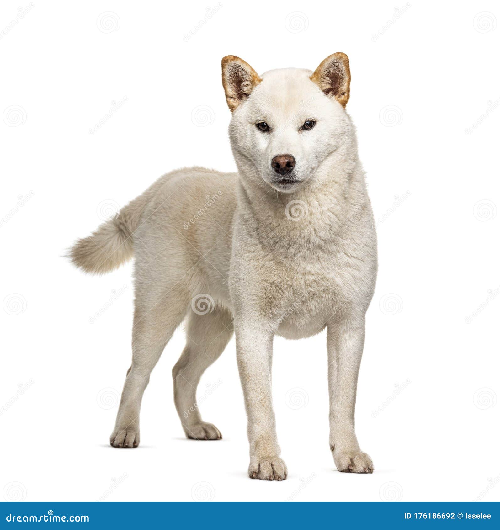 Standing Shiba Inu, Isolated Stock Photo - Image of shiba, facing ...