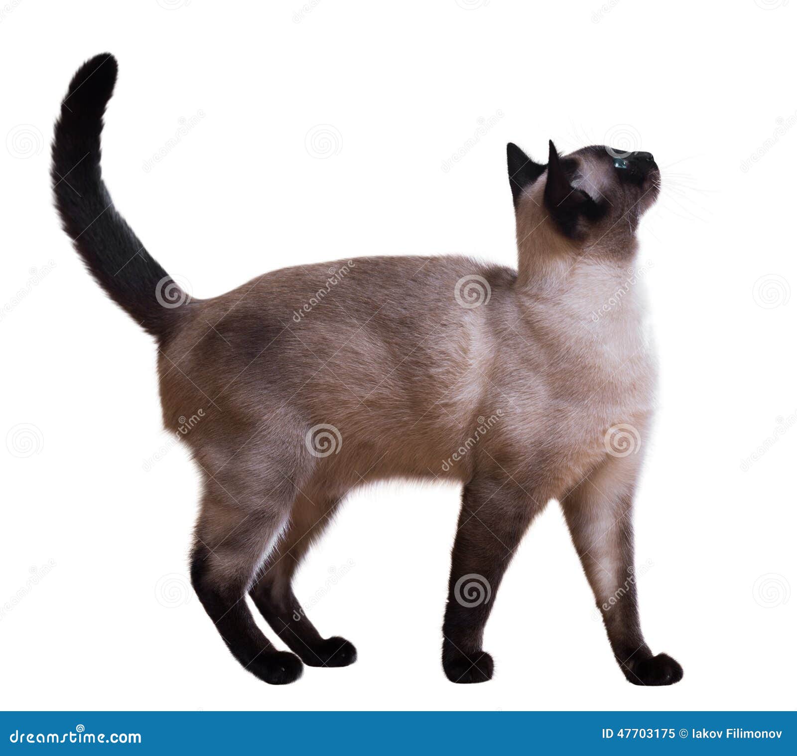 Standing Siamese cat stock image. Image of body, adult - 47703175