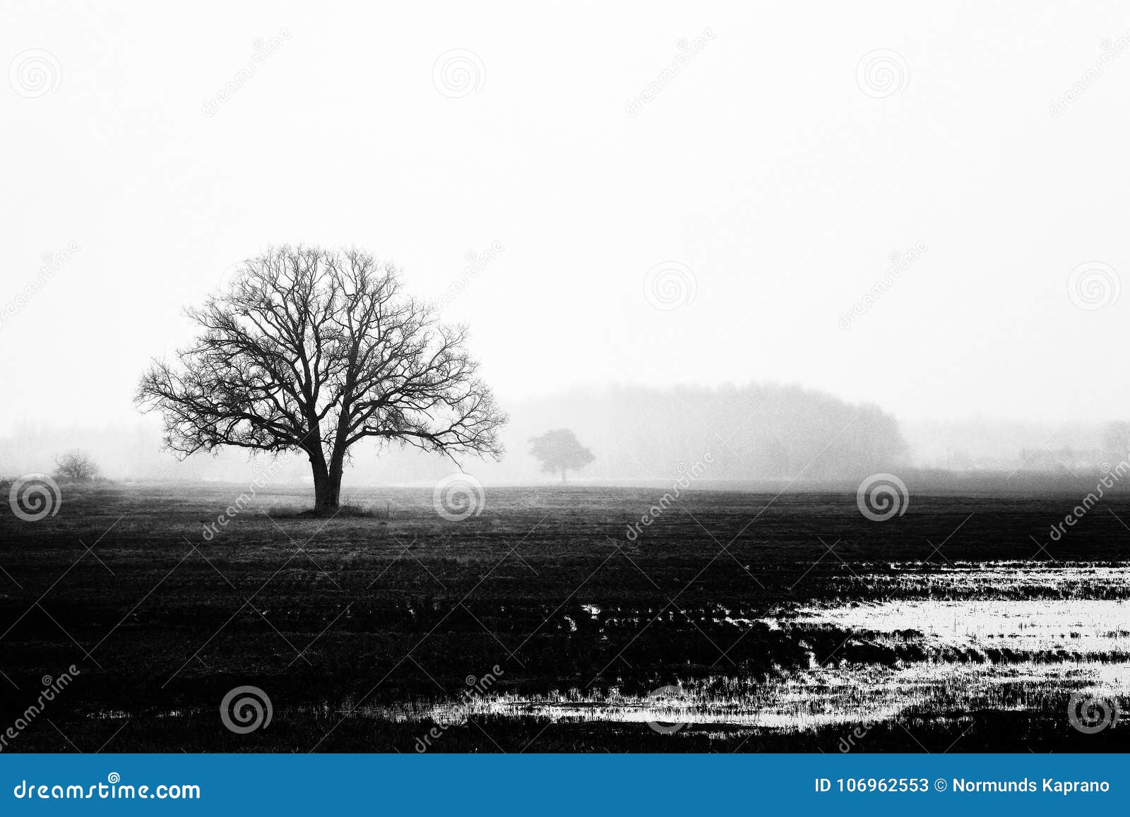A Lone Tree at the Side of the Road Stock Image - Image of beautiful ...