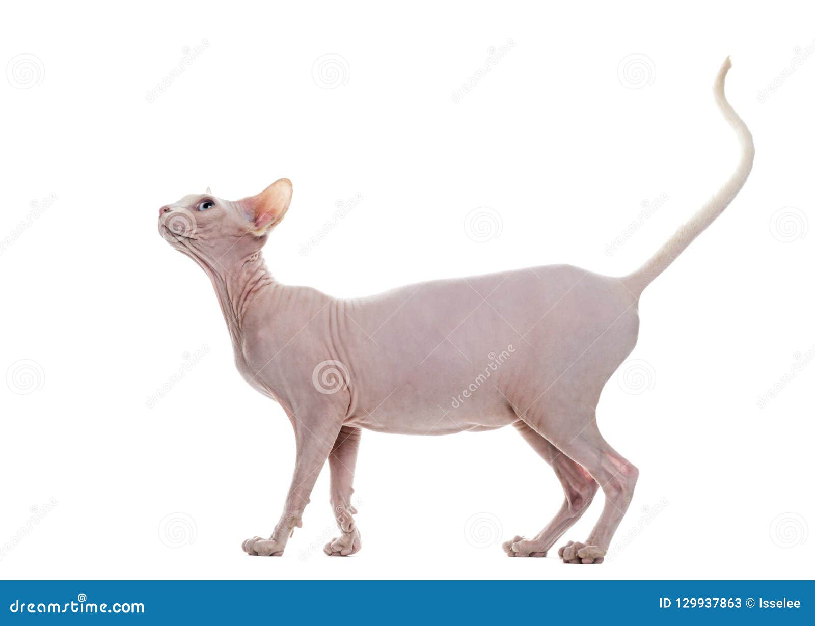 Sphynx looking up stock image. Image of profile, sphynx - 129937863