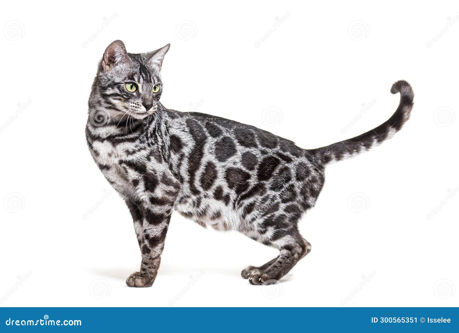 Standing Silver Bengal Cat Looking Back Tail Up, Isolated on White ...