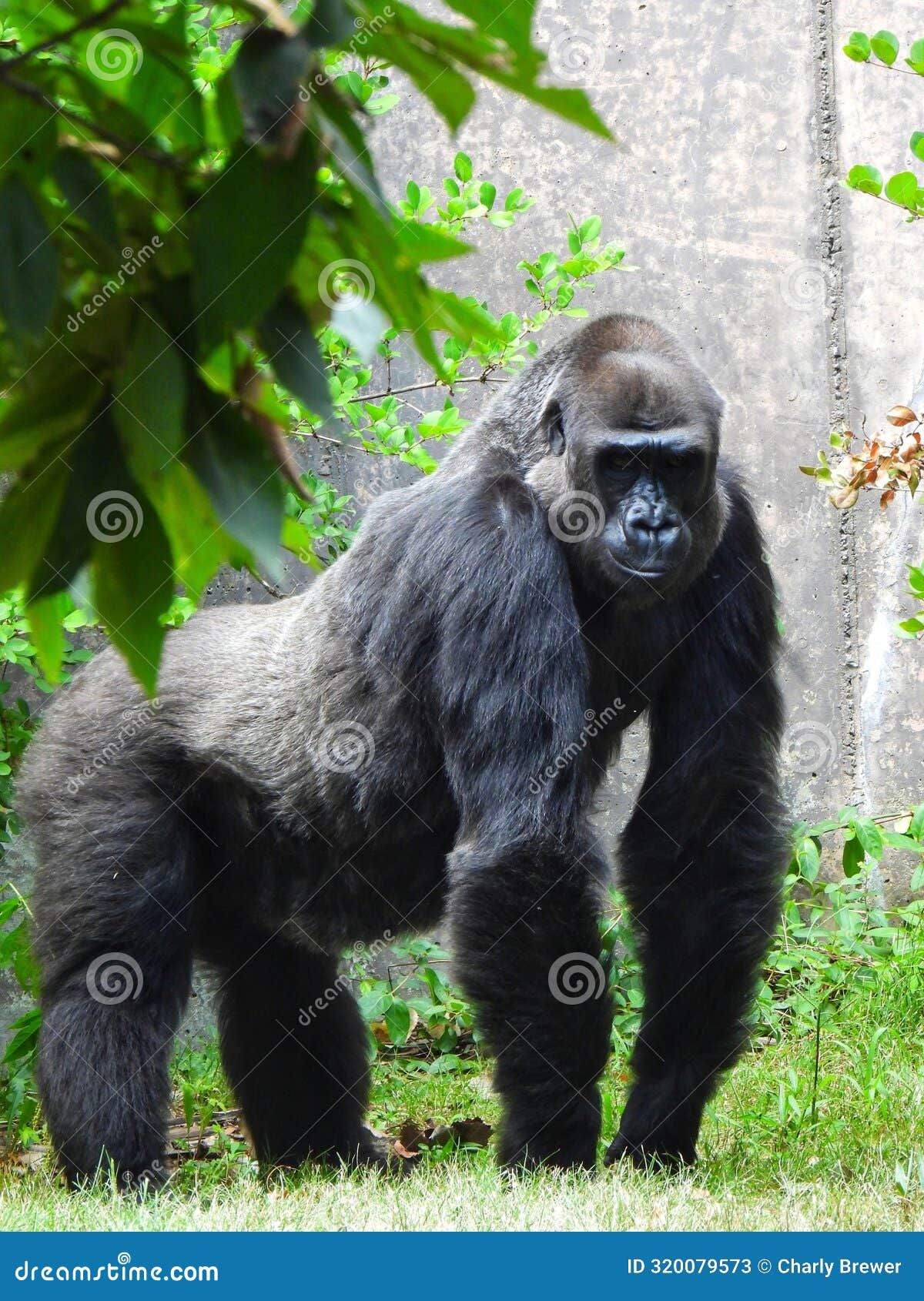 Standing Silverback Gorilla Stock Image - Image of chimpanzee, animal ...