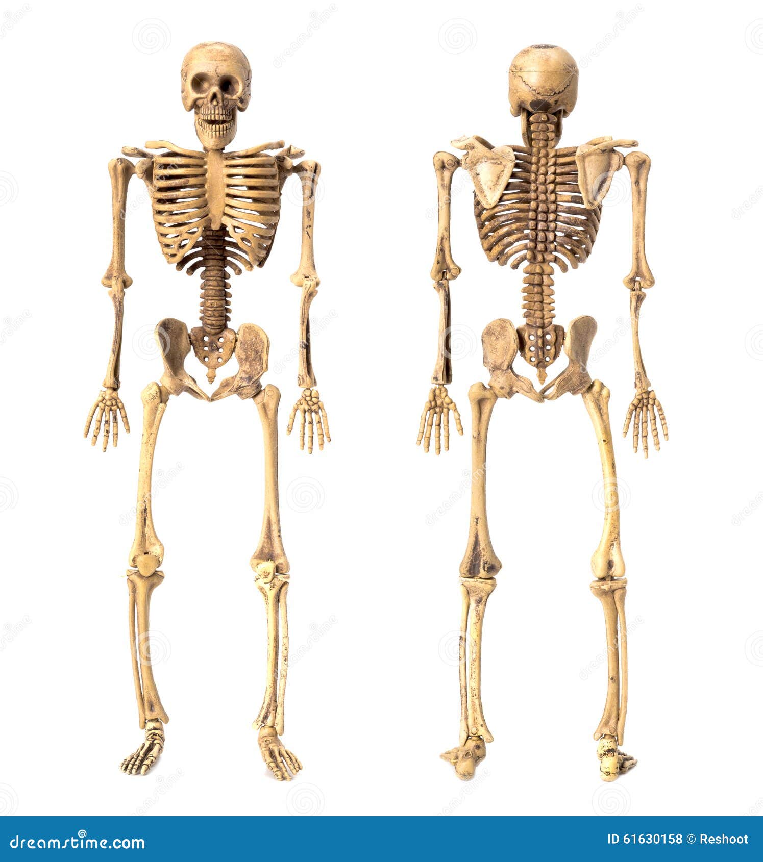 Standing skeleton stock photo. Image of isolated, skull - 61630158