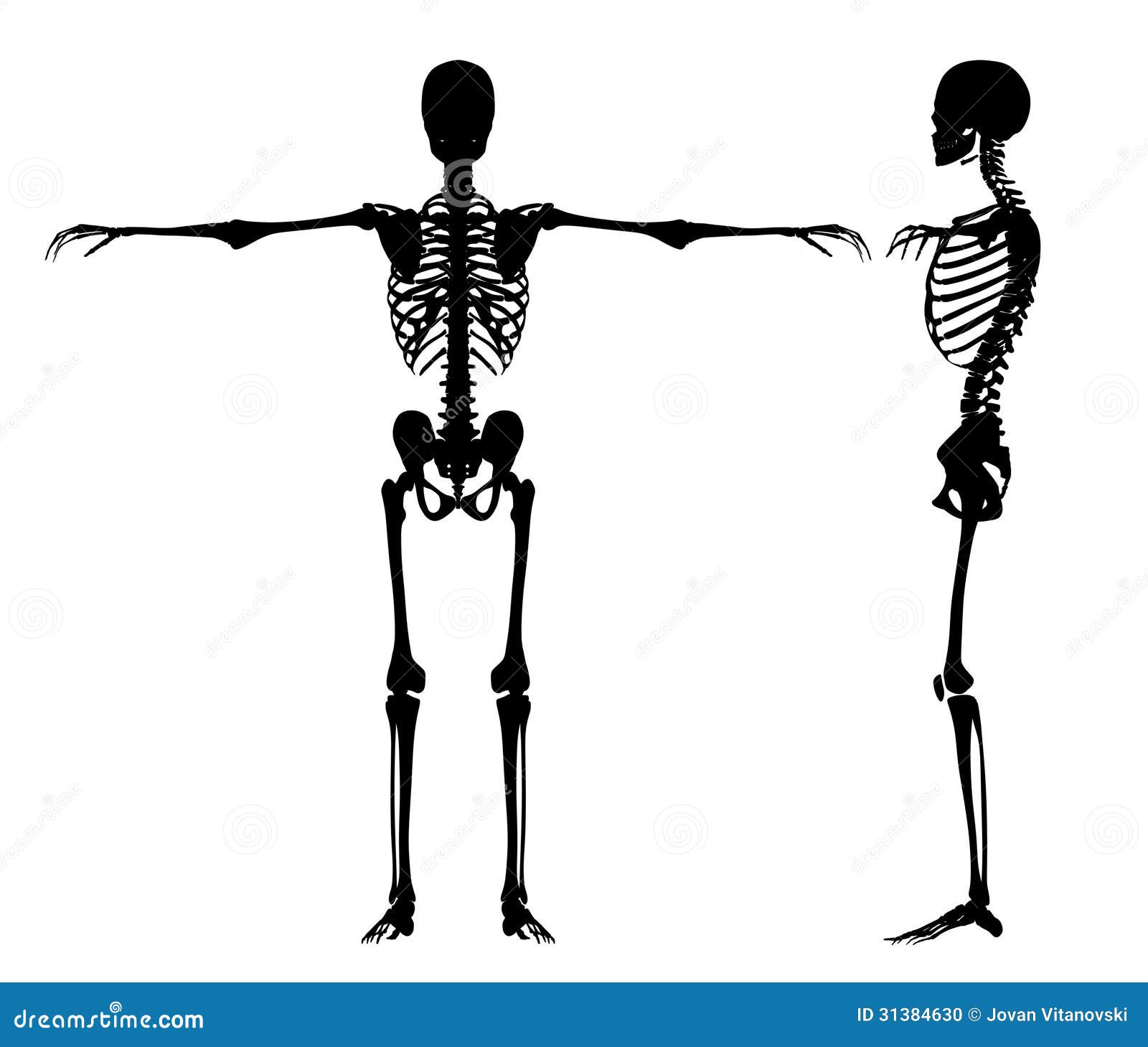 Standing skeletons stock illustration. Illustration of bone - 31384630
