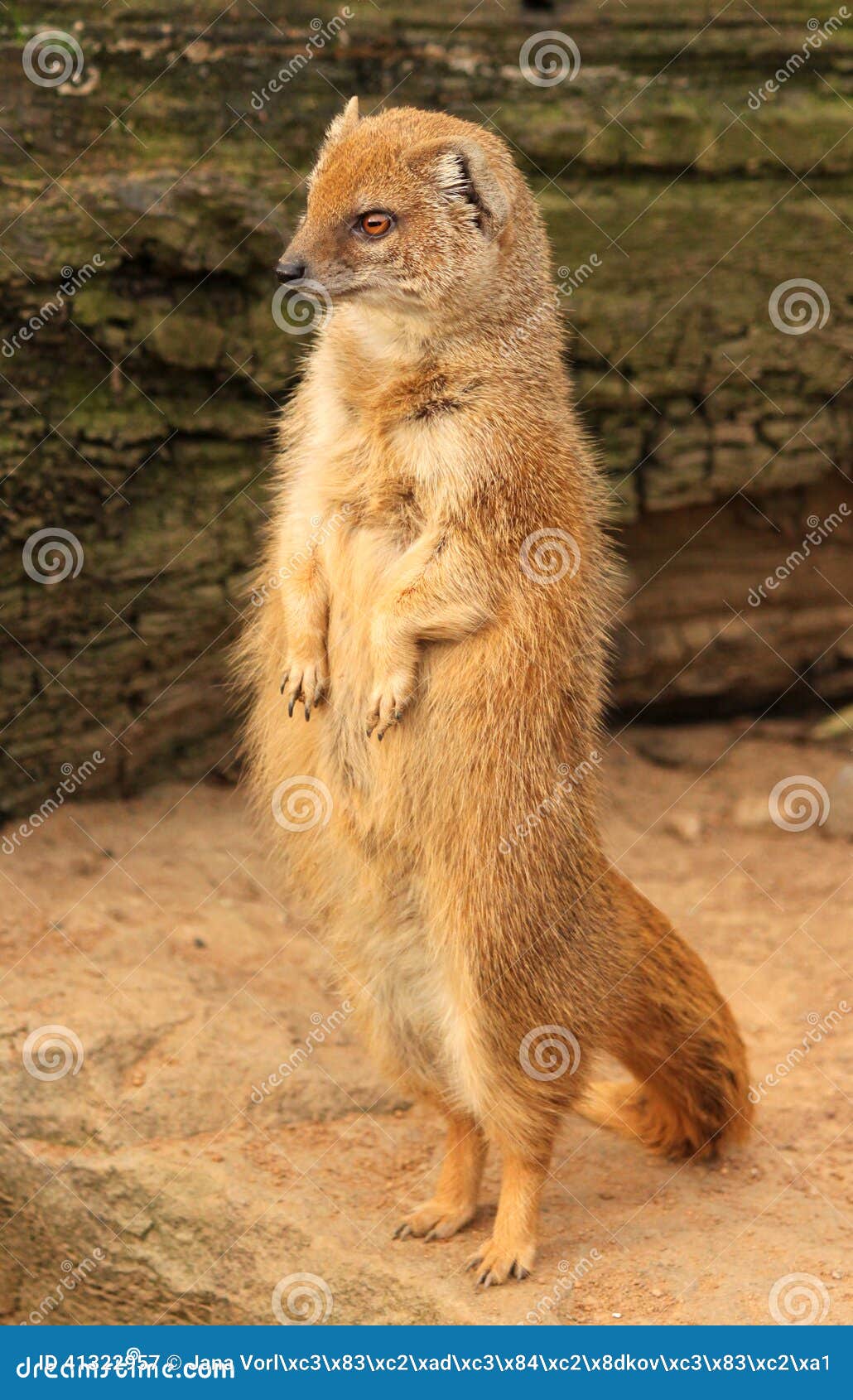 Standing Slender mongoose stock image. Image of mongoose - 41322957