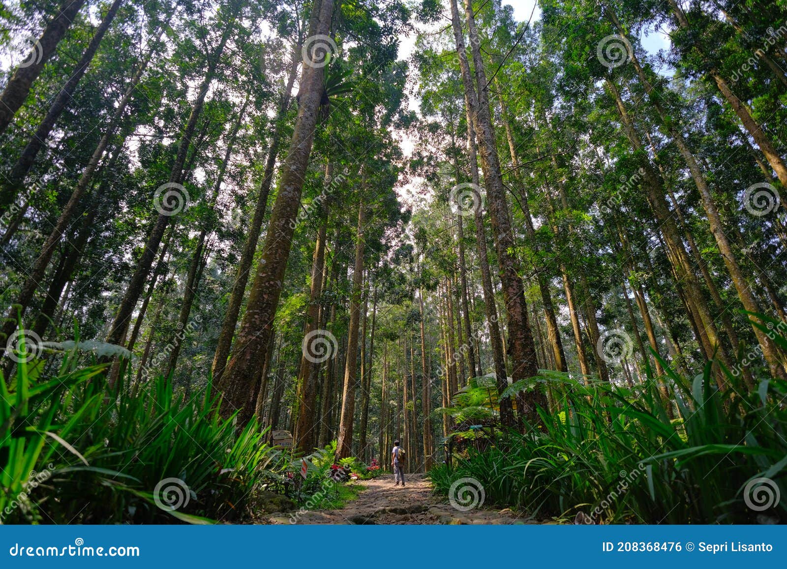 Standing Solo in Forest stock photo. Image of alone - 208368476