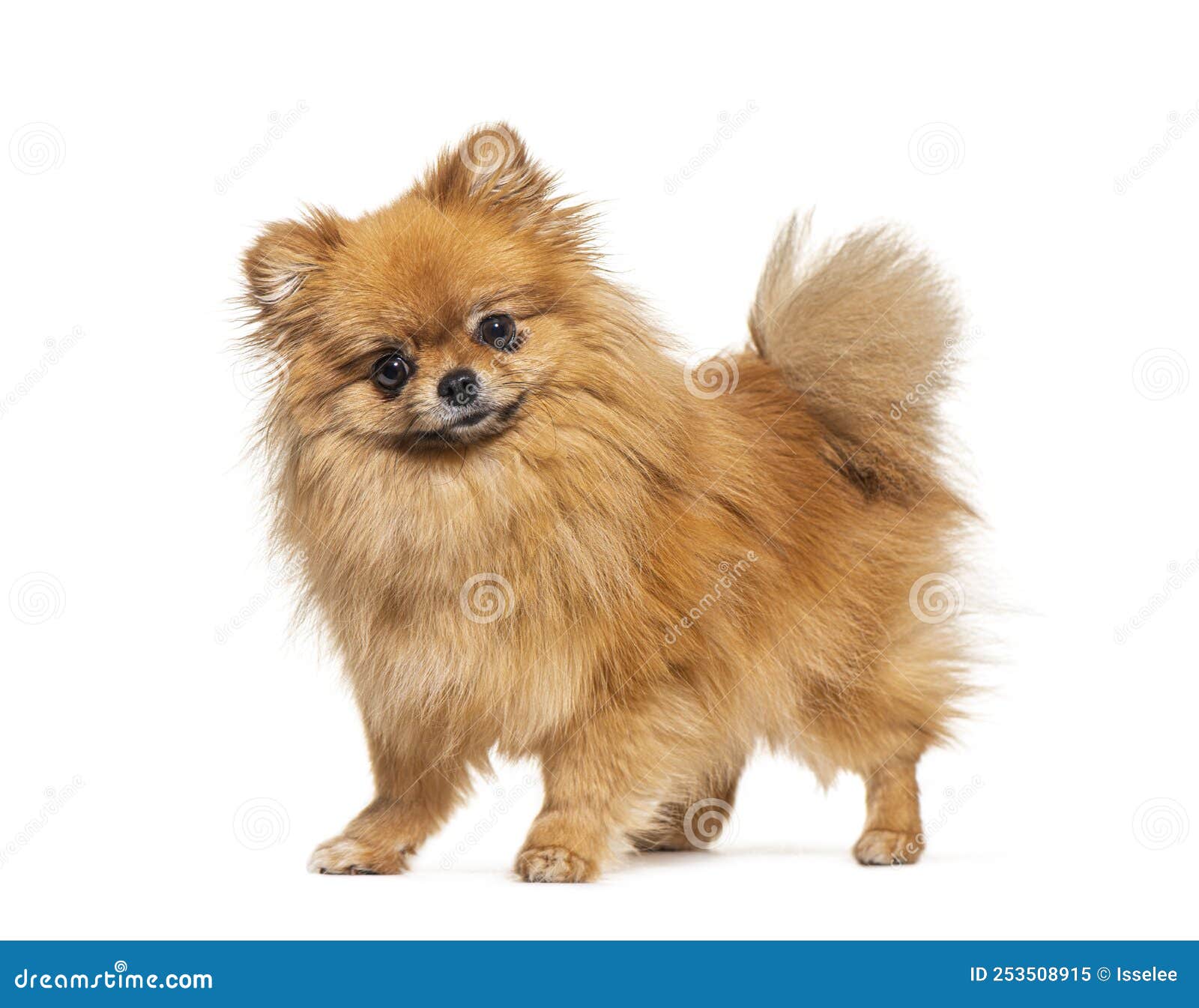 Standing Spitz, Side View and Looking at the Camera, Isolated Stock ...
