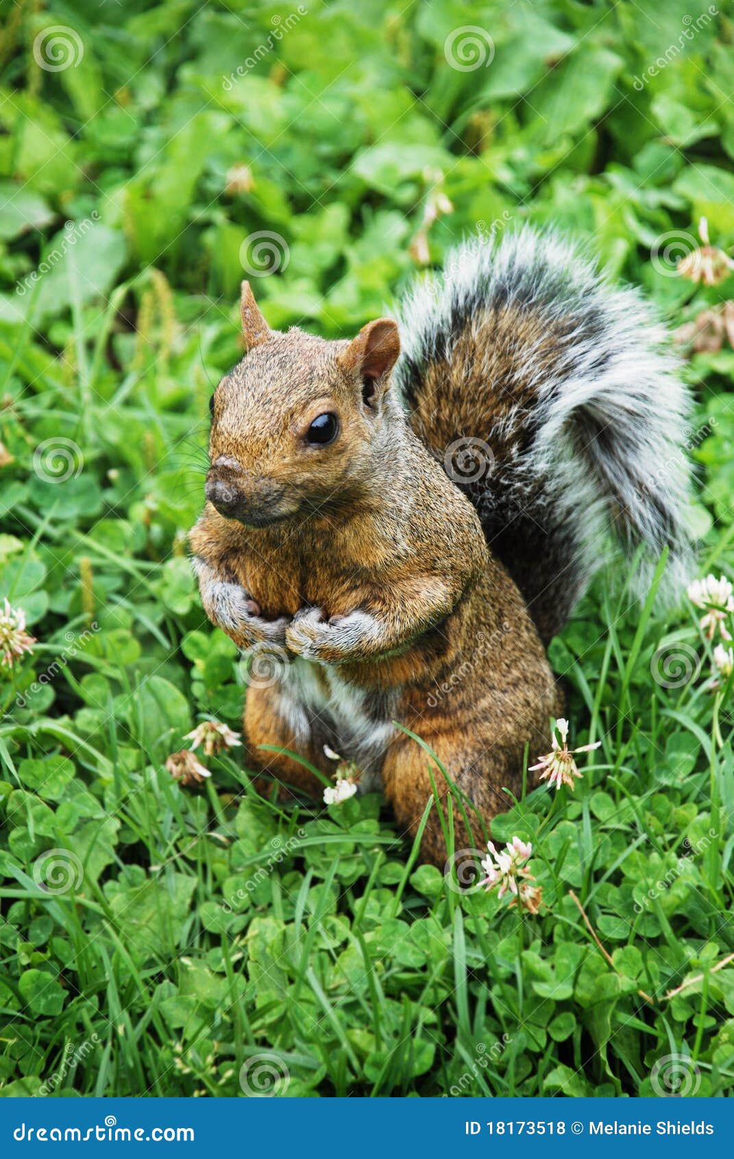 Standing Squirrel stock photo. Image of standing, green - 18173518
