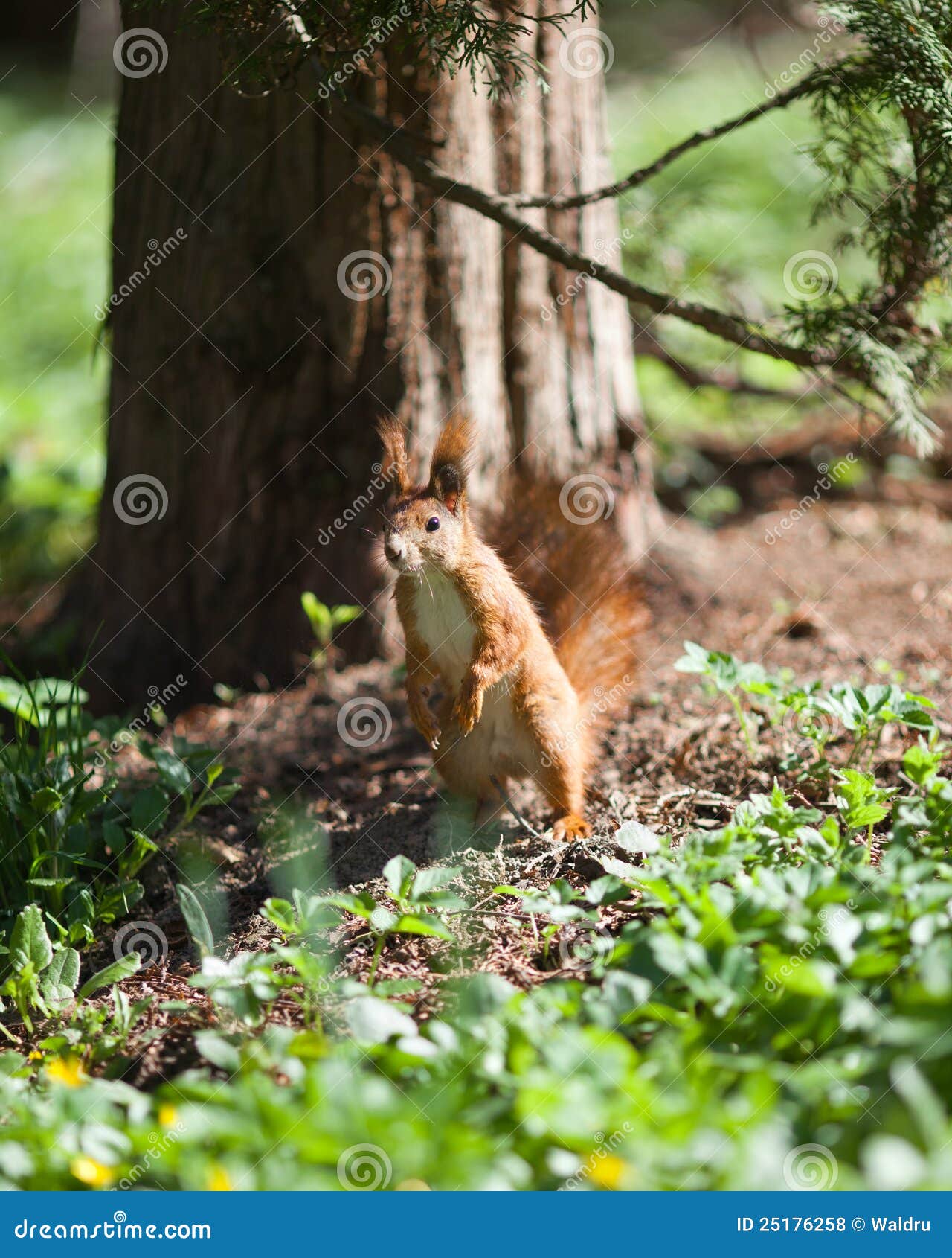 Standing squirrel stock photo. Image of staring, green - 25176258