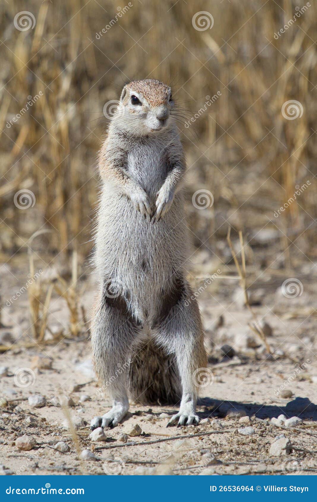Standing squirrel stock photo. Image of upright, lovable - 26536964