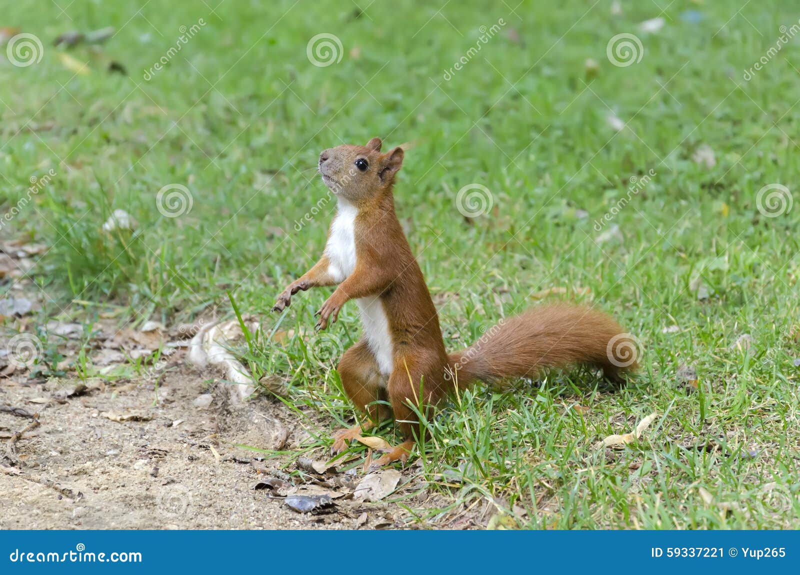 Standing squirrel stock image. Image of cute, wild, curiosity - 59337221