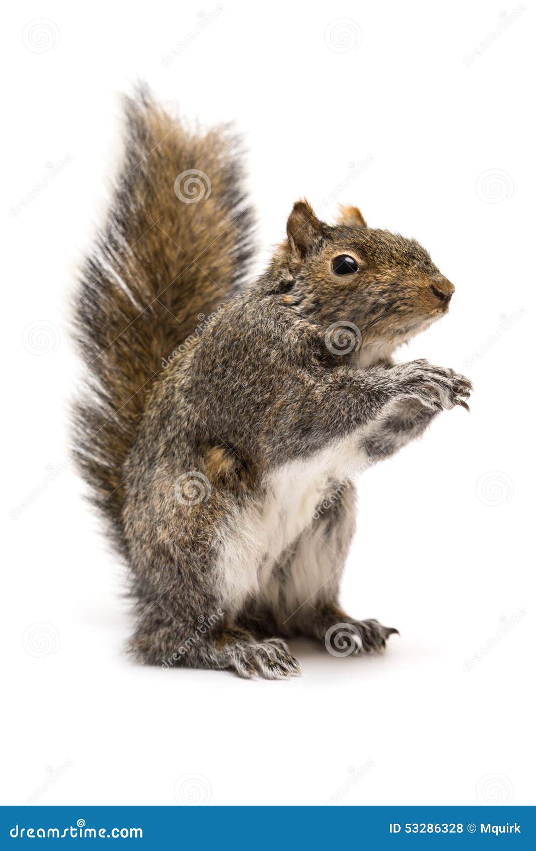 Standing squirrel stock photo. Image of undomesticated - 53286328