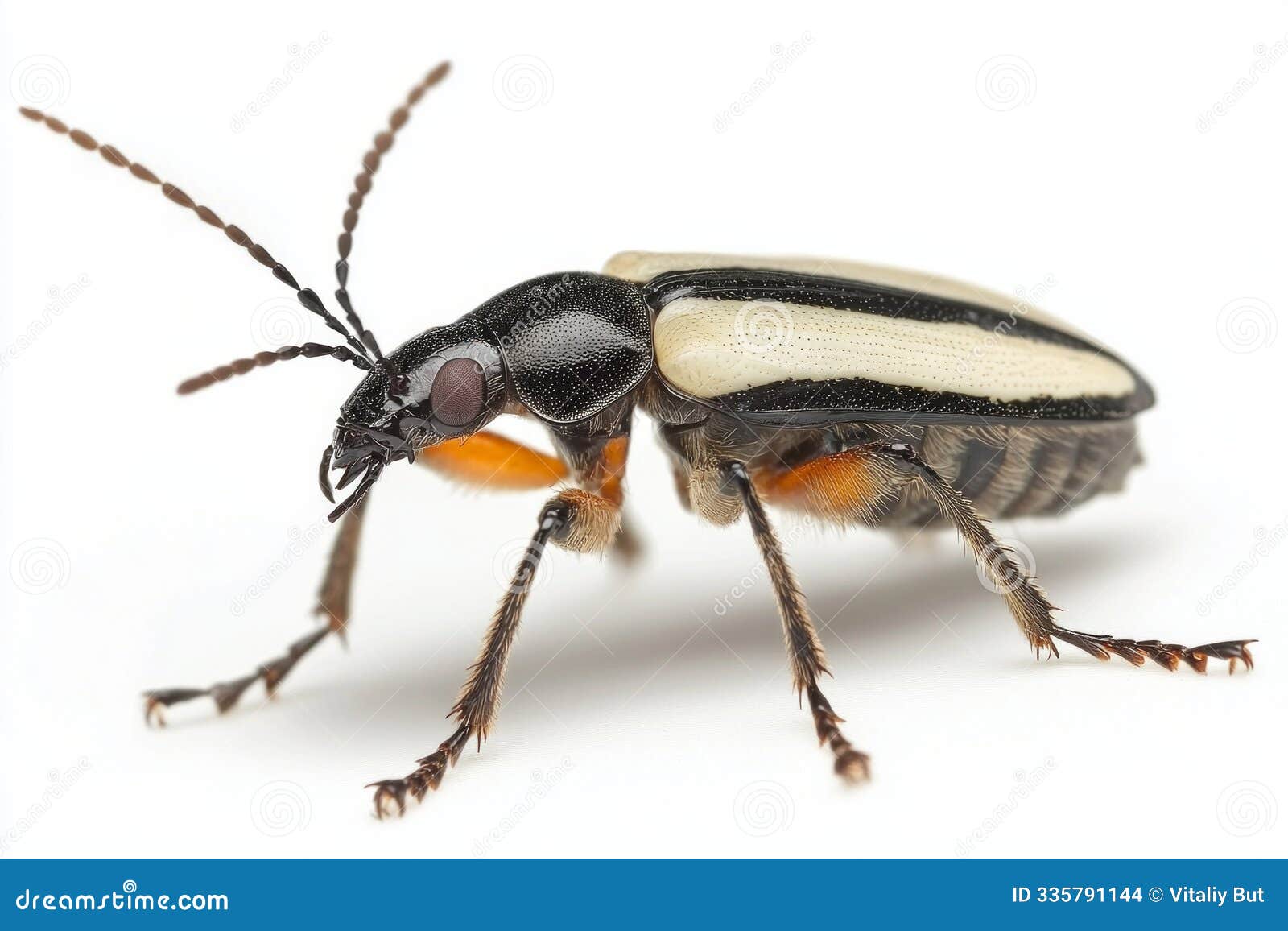Standing Still with Its Striking Segmented Body and Sharp Antennae, the ...