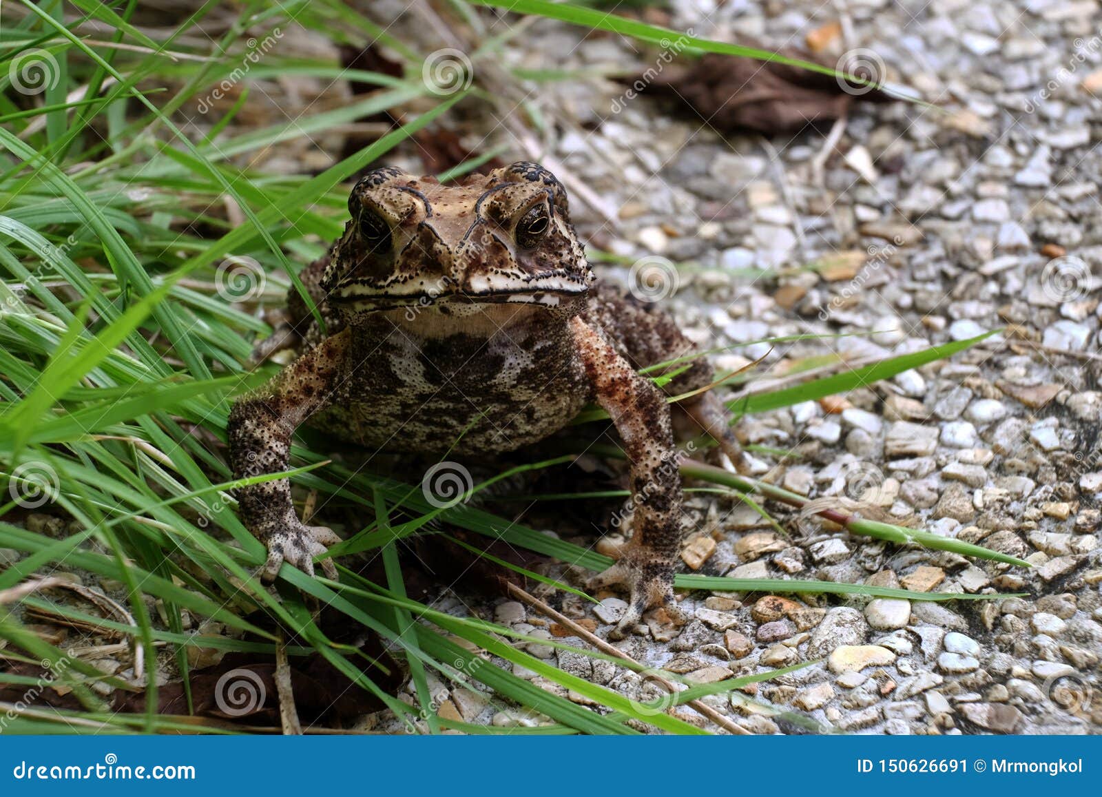 Standing Still Toad on Pebble Ground beside the Green Grass Stock Image ...
