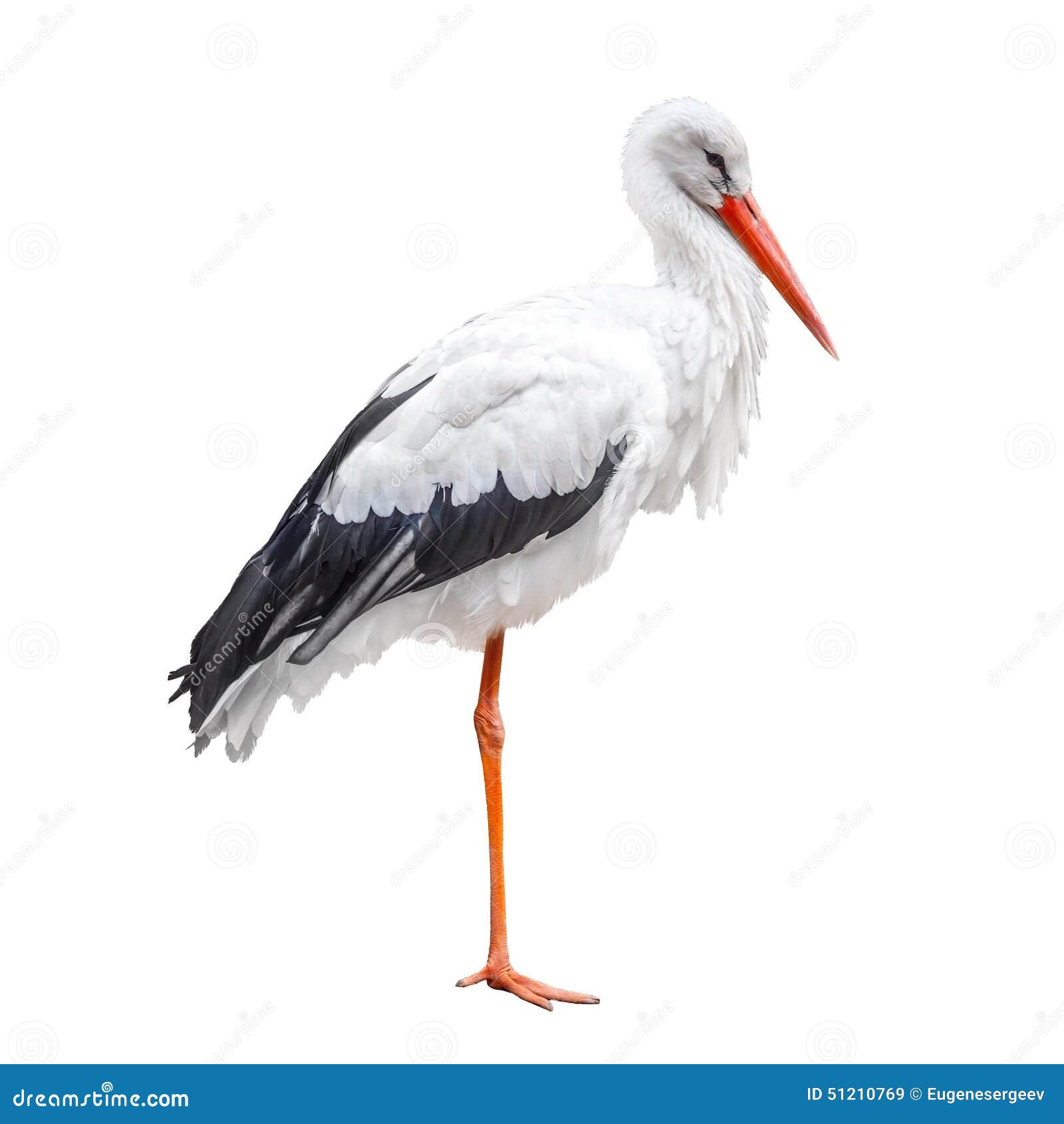 Standing Stork Bird Isolated on White Background Stock Image - Image of ...