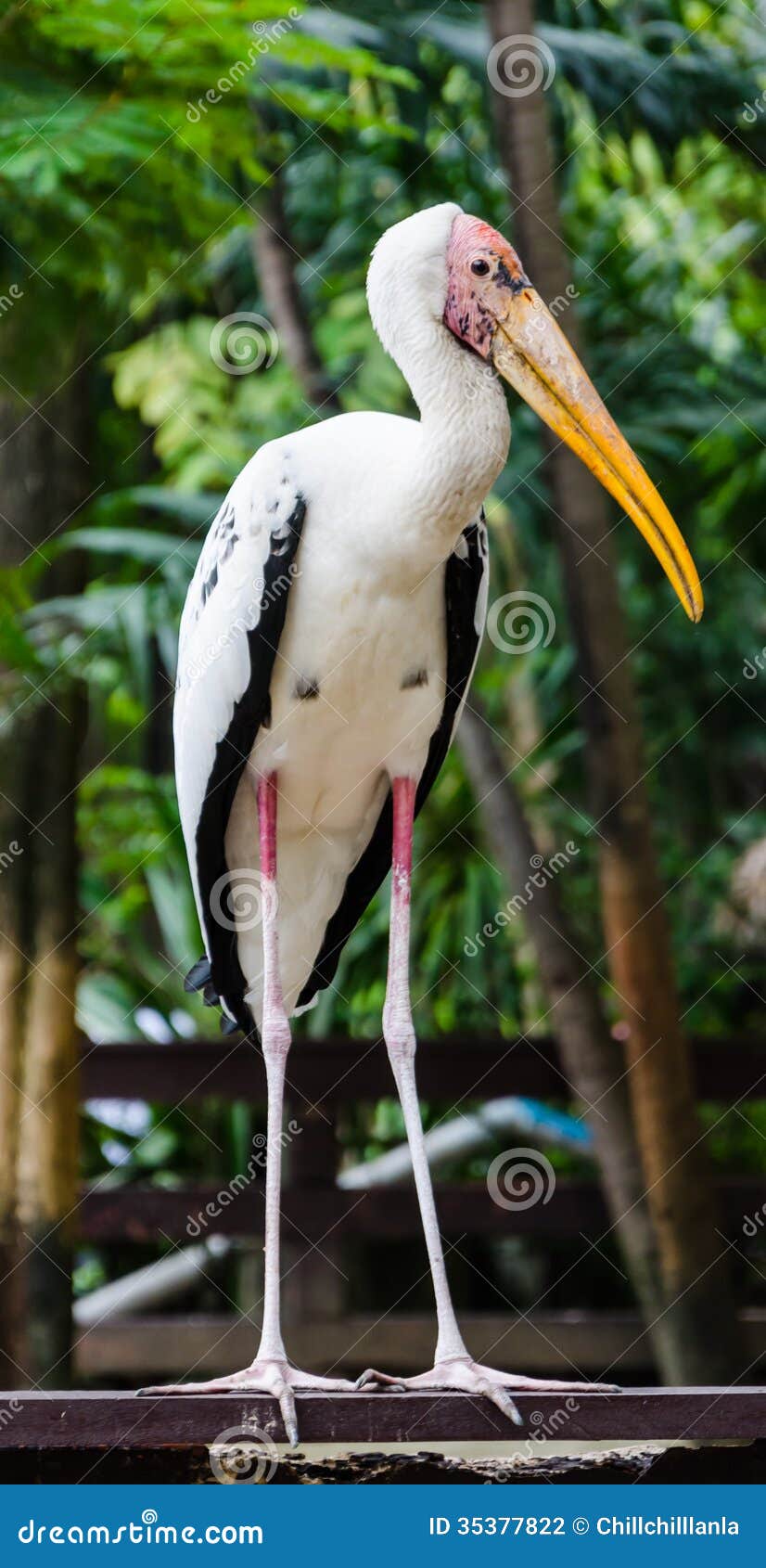 Standing stork bird stock photo. Image of wildlife, yellow - 35377822