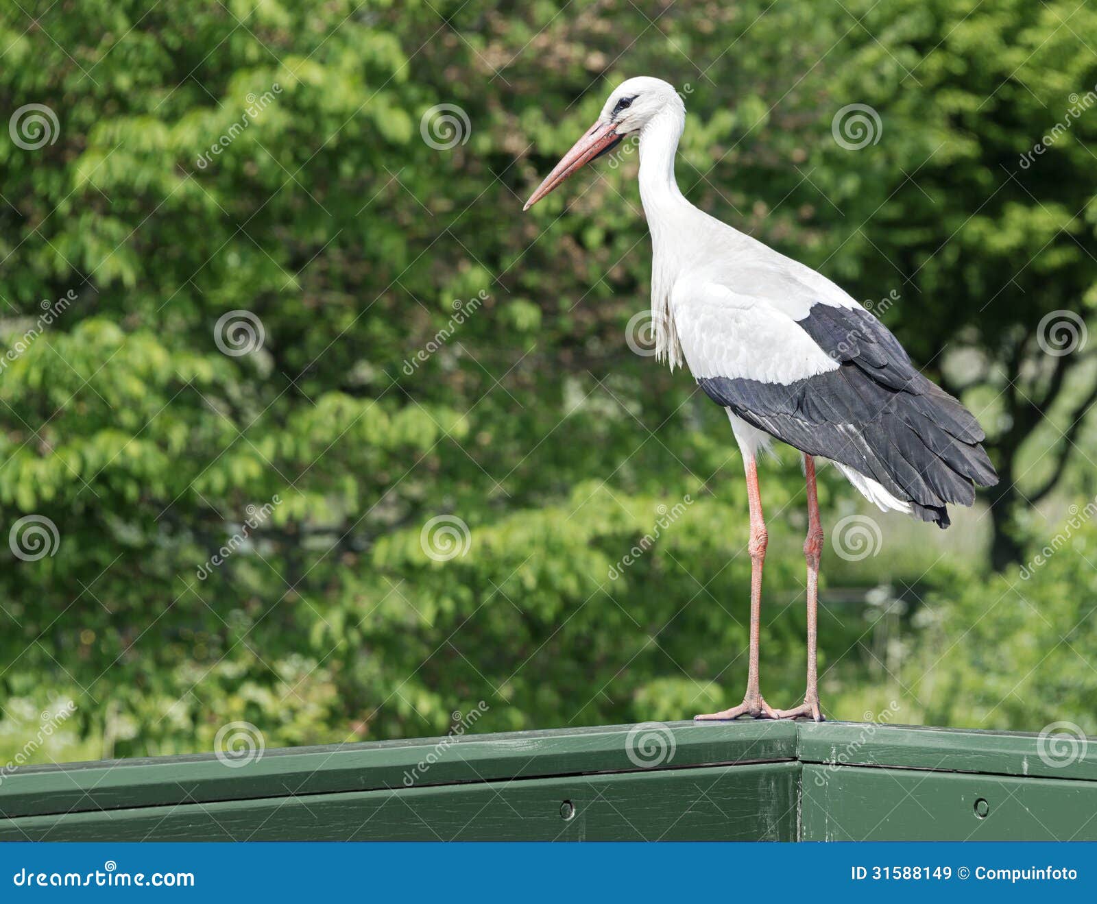 Standing stork stock image. Image of wader, nature, migratory - 31588149