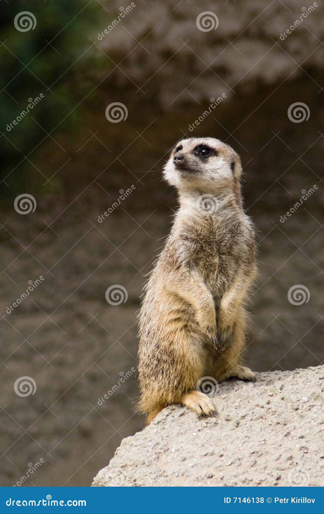 Standing suricate stock photo. Image of wild, animals - 7146138