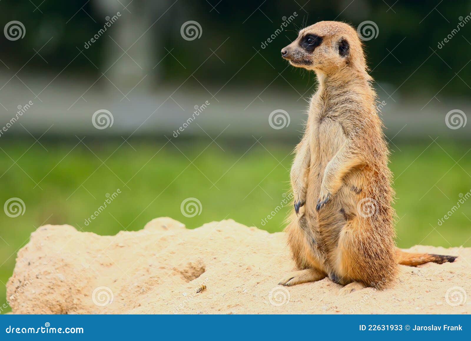 Meerkat Side Profile Royalty-Free Stock Image | CartoonDealer.com ...