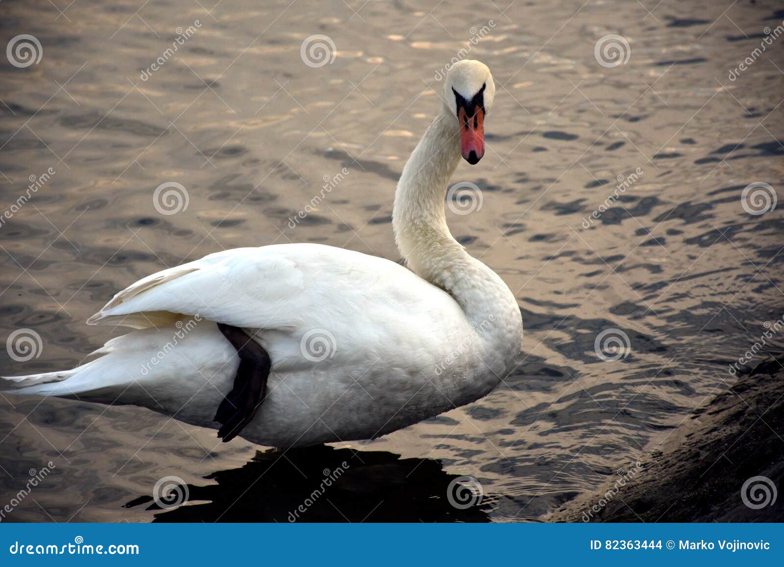 Standing Swan stock photo. Image of danube, waterfowl - 82363444