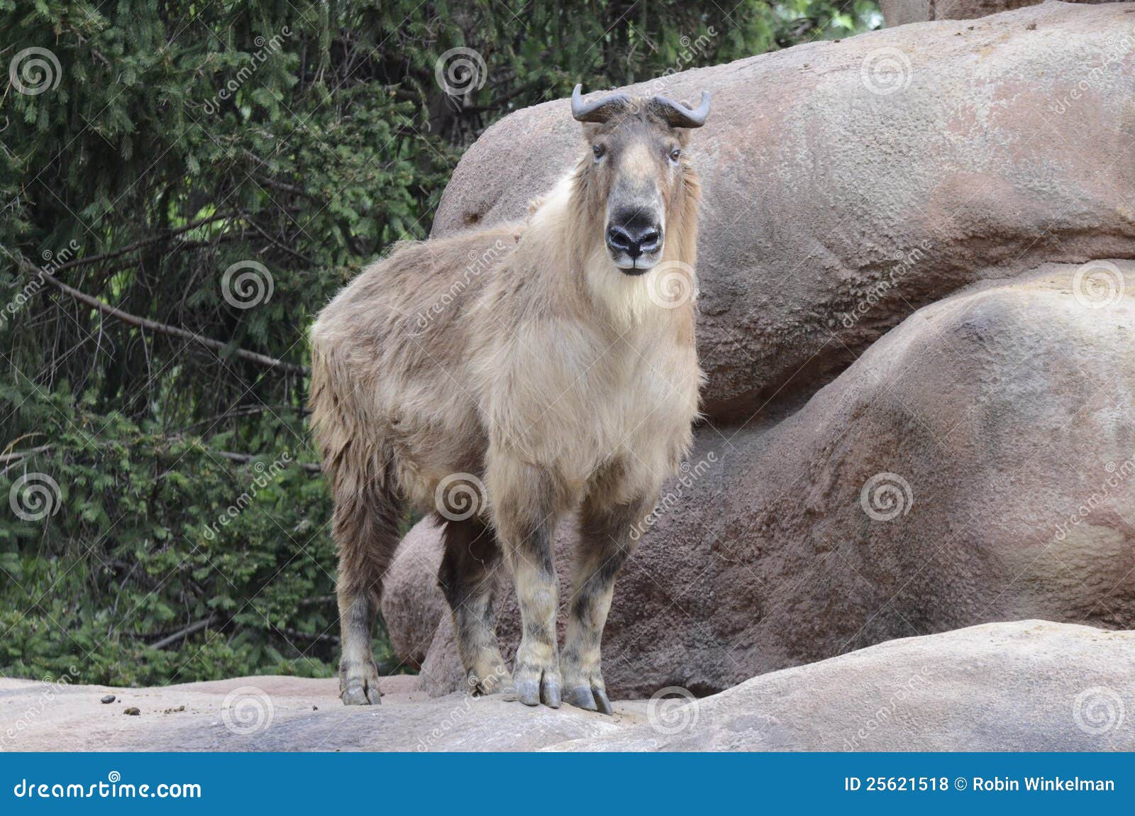 Standing takin stock photo. Image of look, shaggy, hairy - 25621518