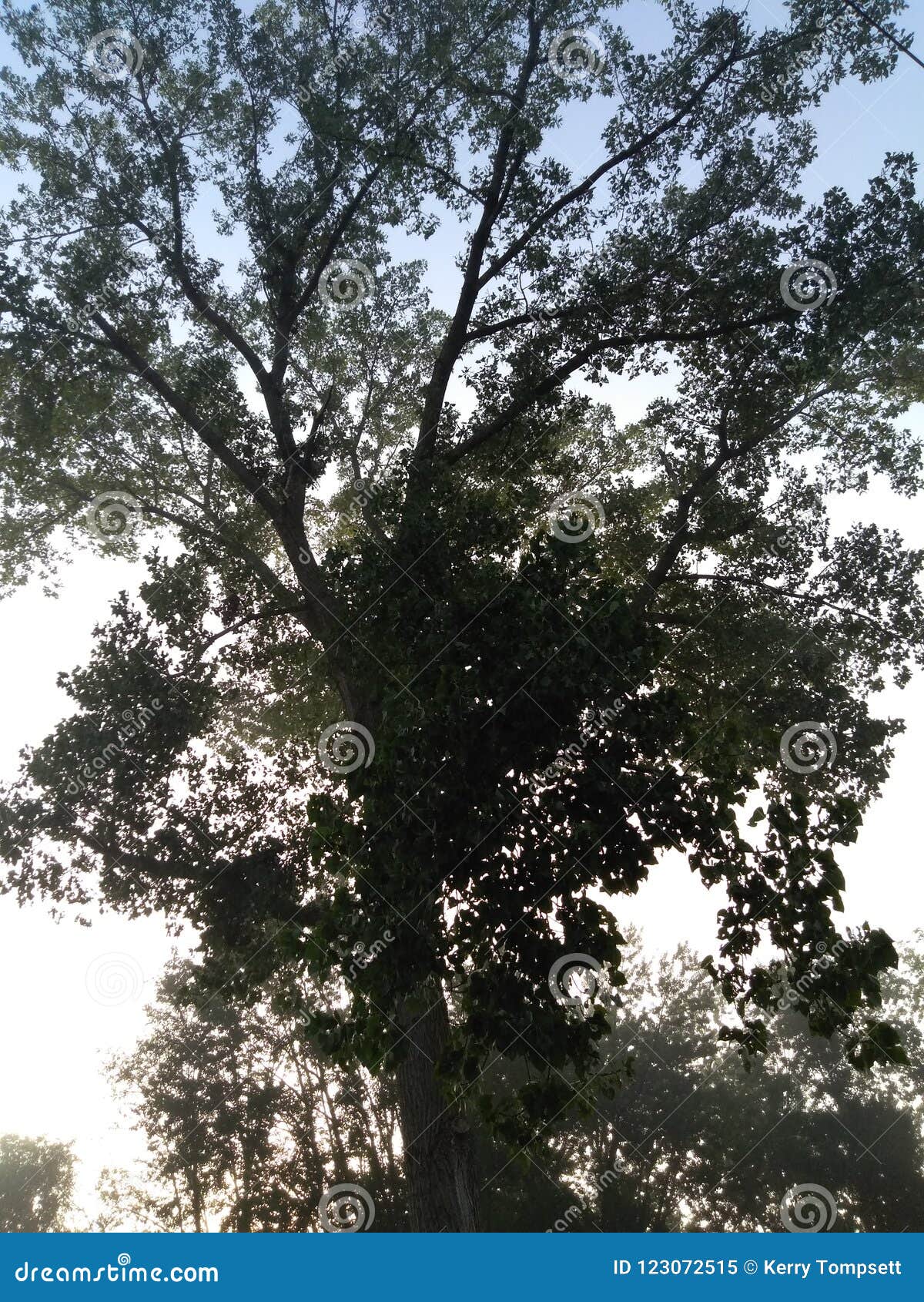 Standing Tall stock image. Image of beautiful, standing - 123072515