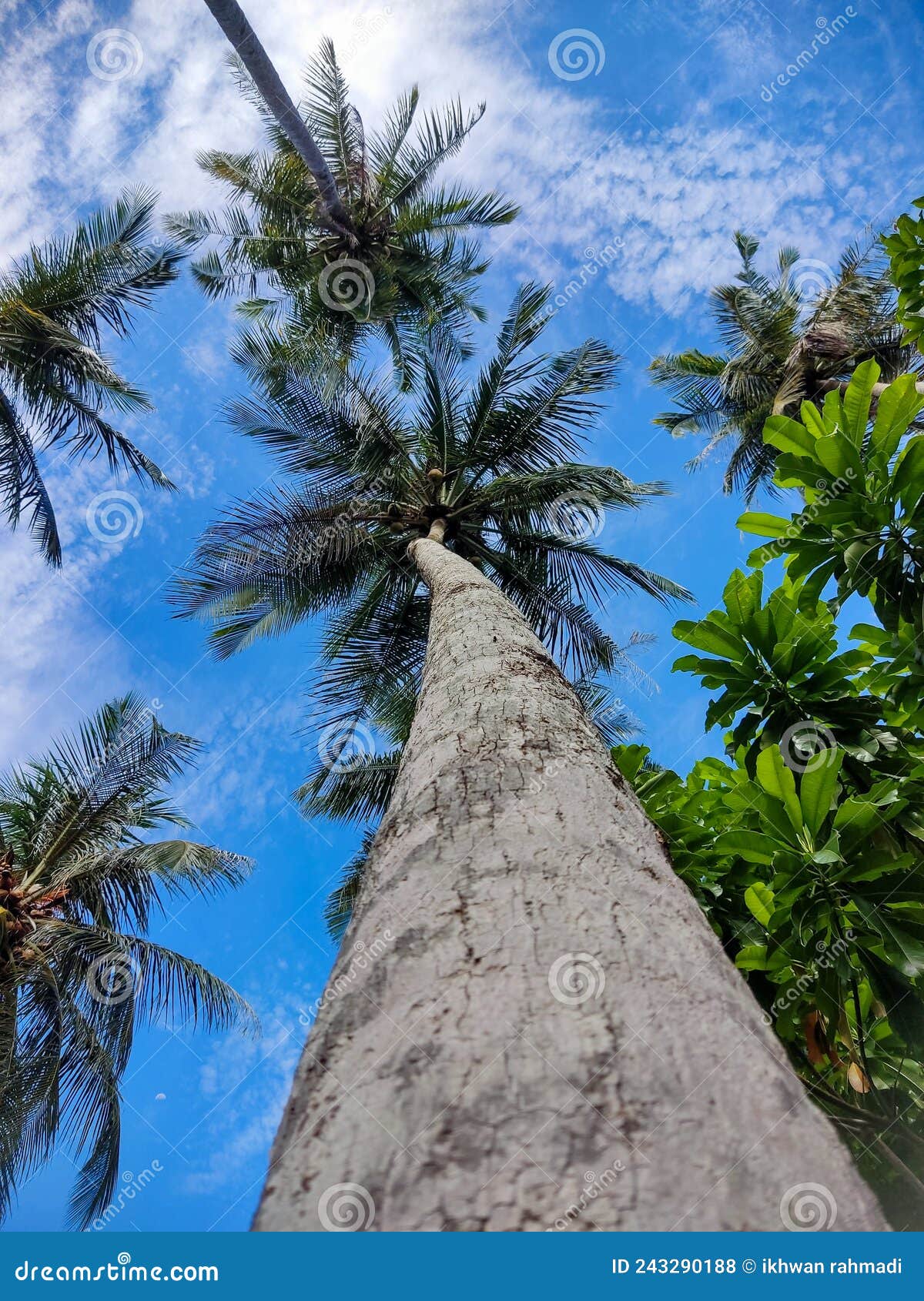 Standing Tall of Coconut Tree Stock Photo - Image of vacation, tree ...