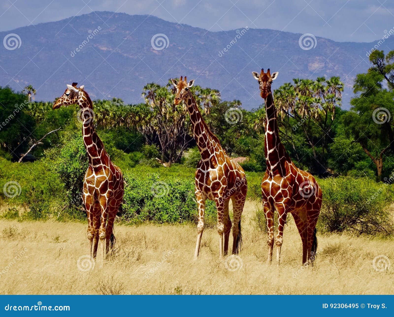 Standing tall. stock image. Image of standing, tall, giraffes - 92306495