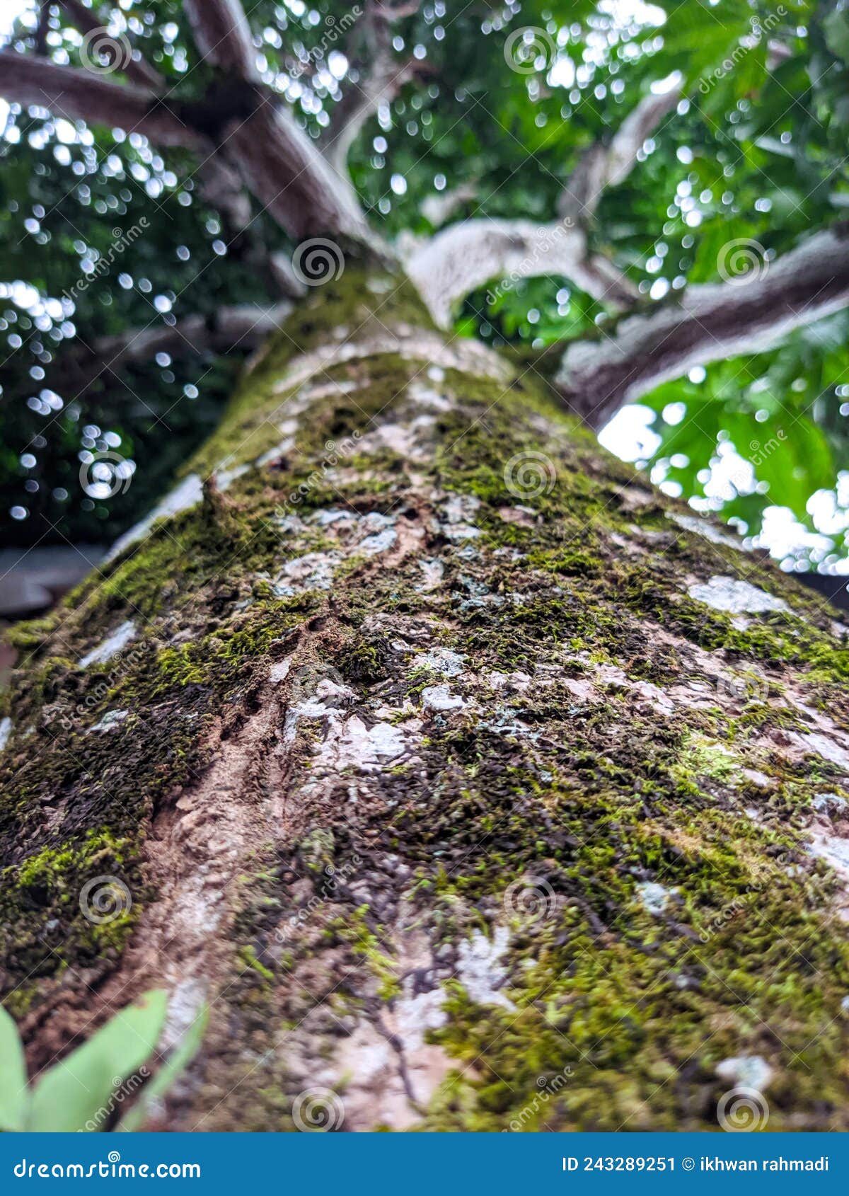 Standing Tall and Sturdy Tree Stock Image - Image of woodland, leaf ... Standing Tall and Sturdy Tree Stock Image - Image of woodland, leaf ...