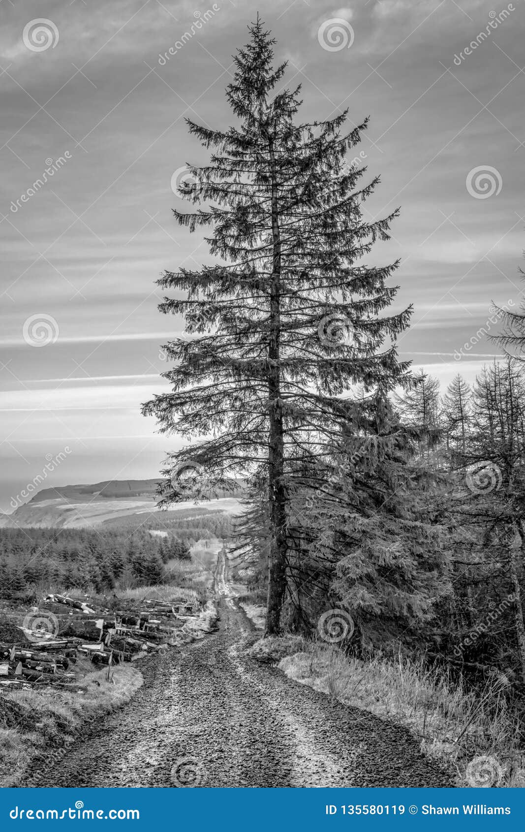 Standing Tall stock image. Image of environment, natural - 135580119