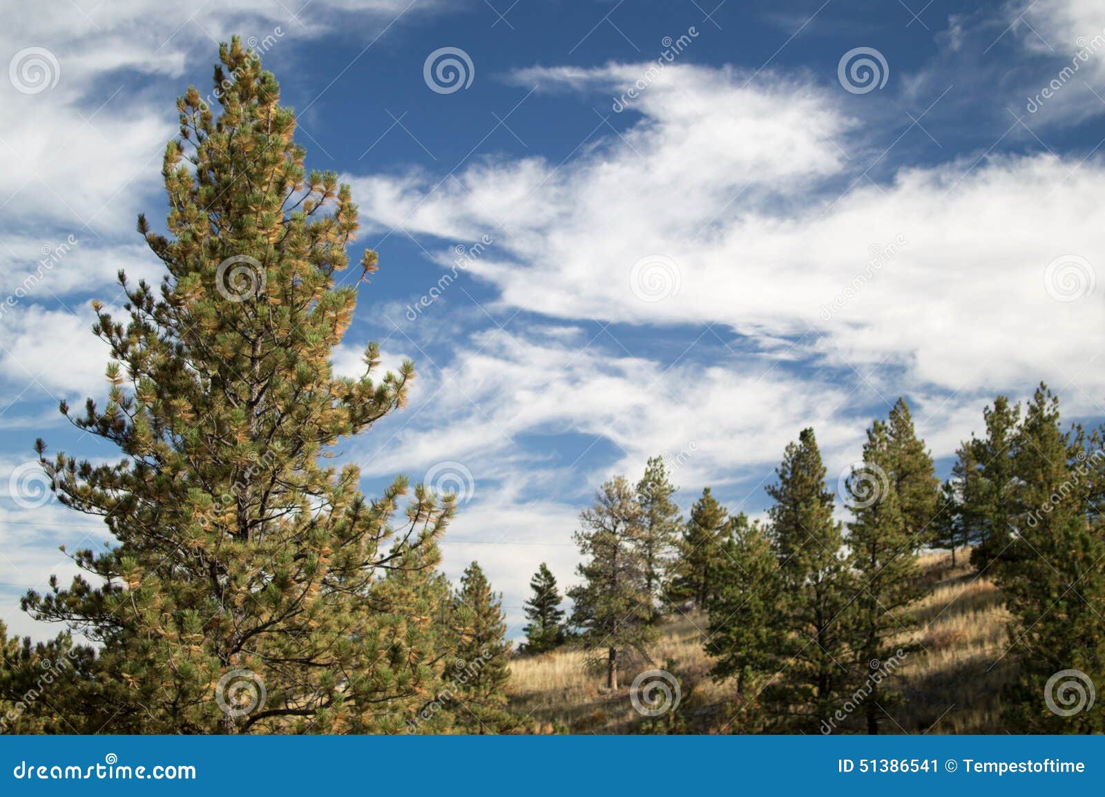 Standing Tall stock image. Image of stands, standing - 51386541