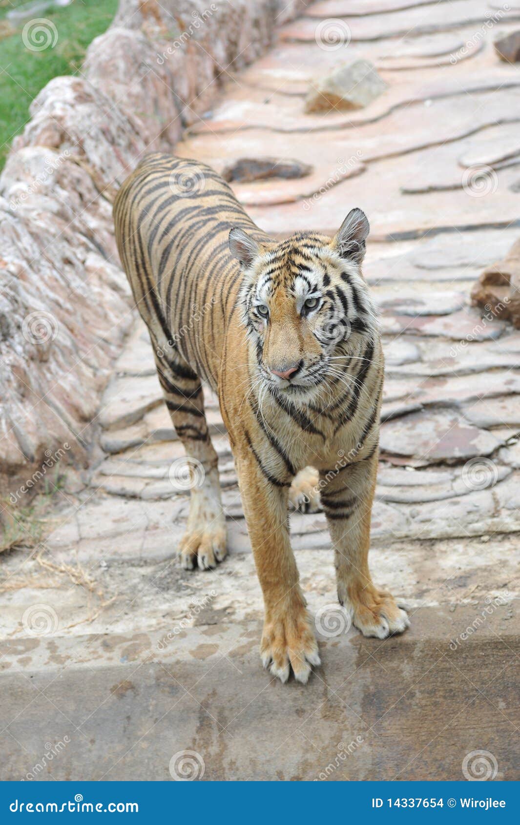 Standing Tiger stock photo. Image of thailand, animal - 14337654