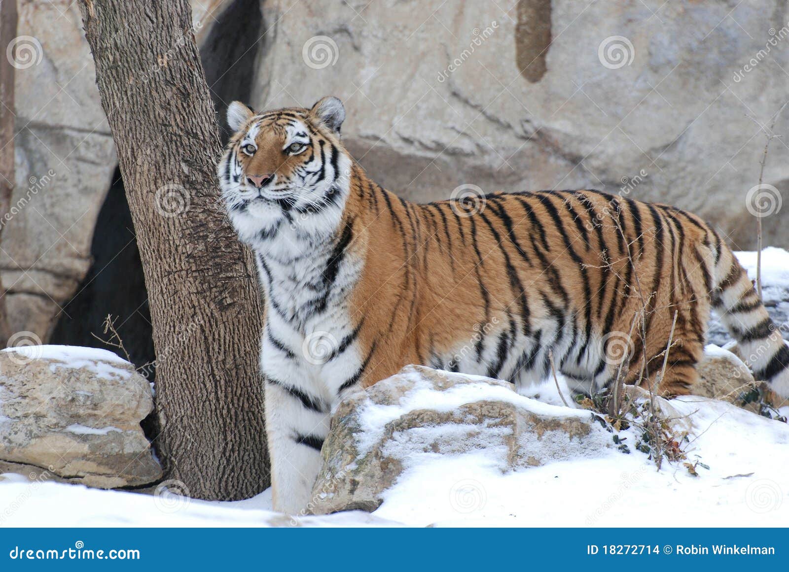 Standing tiger stock photo. Image of brown, stands, orange - 18272714