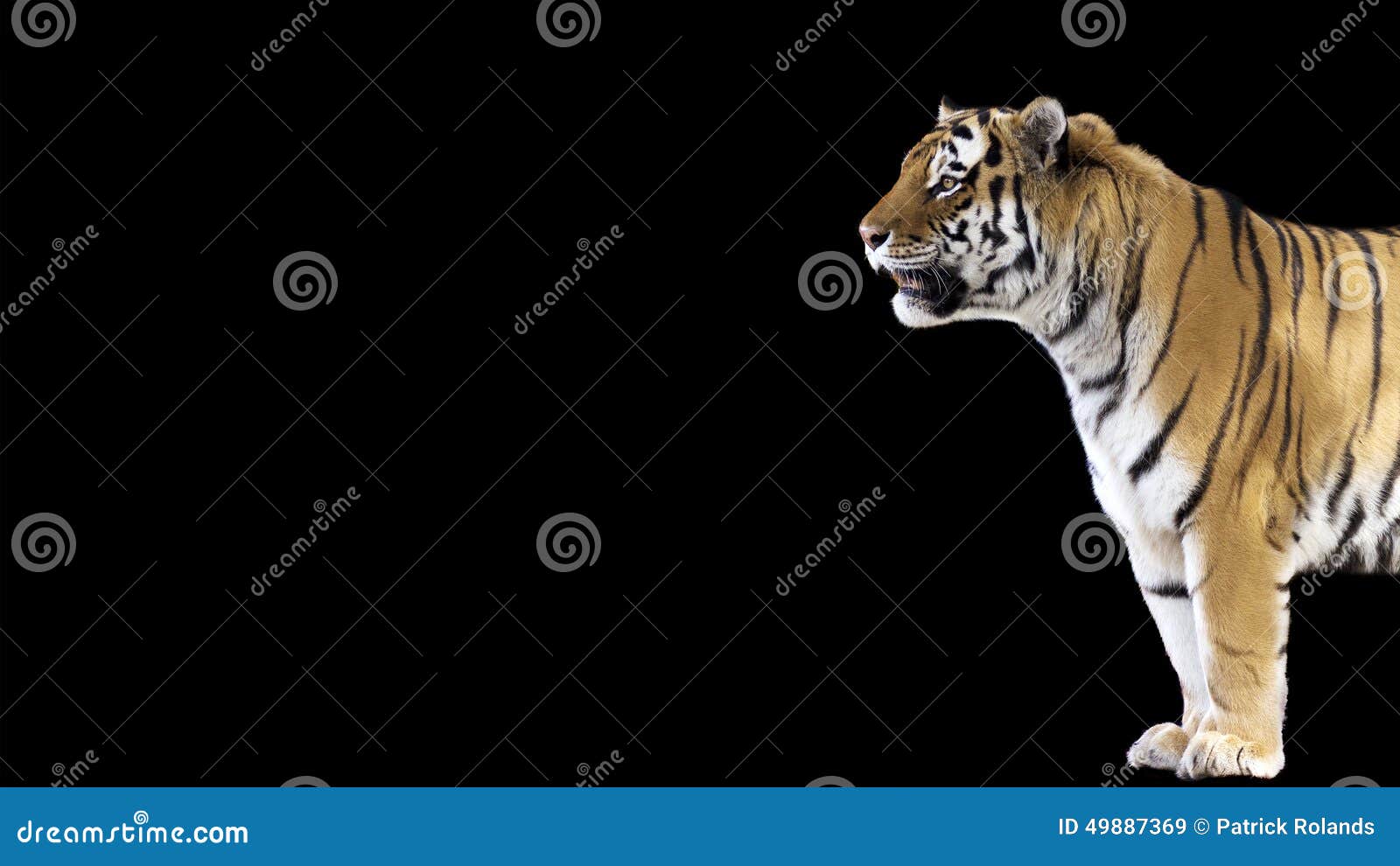 White Tiger Standing Position