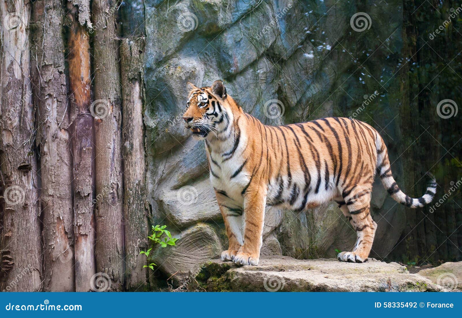 Standing Tiger stock photo. Image of close, danger, animal - 58335492