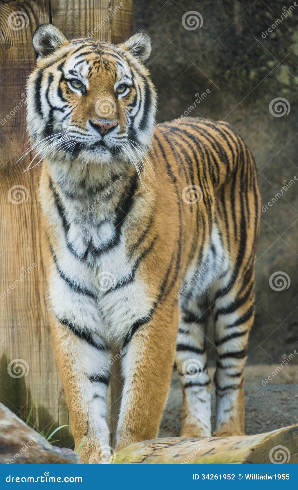Standing Tiger stock photo. Image of mammal, orange, hunter - 34261952