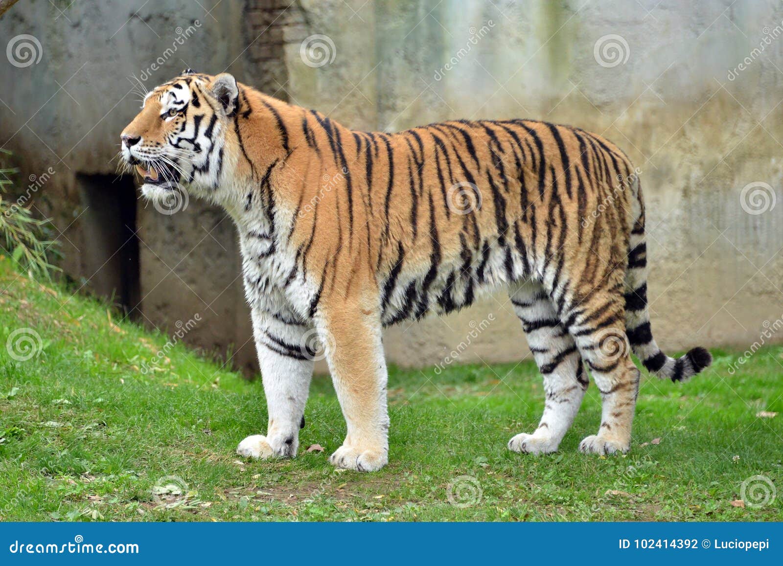 A Standing Tiger Smells the Air Stock Photo - Image of animal, alone ...