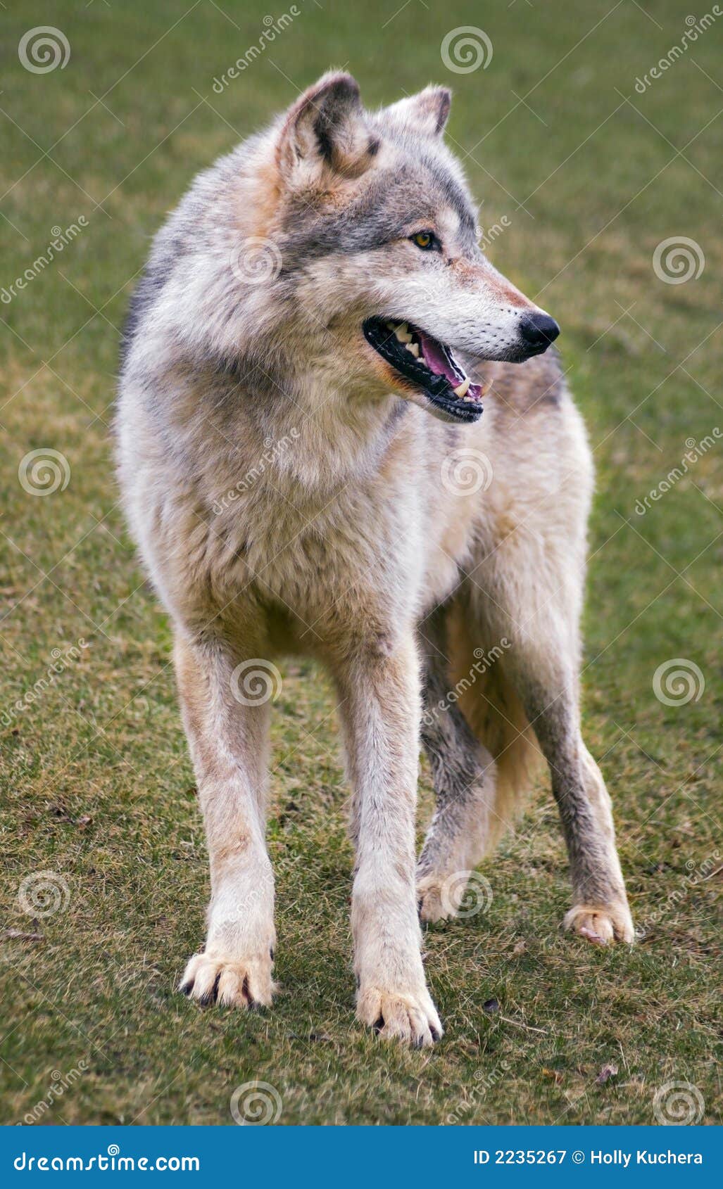 Standing Timber Wolf stock image. Image of grey, mammal - 2235267