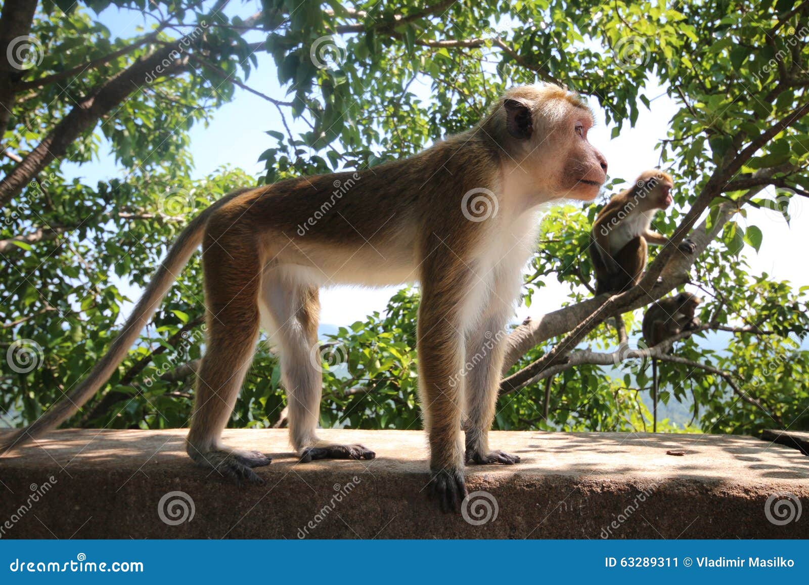 Standing Toque Macaque, Sri Lanka Stock Image - Image of brown, forest ...