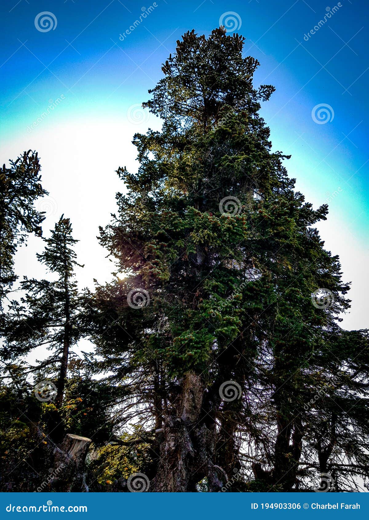 The standing tree stock photo. Image of green, blue - 194903306