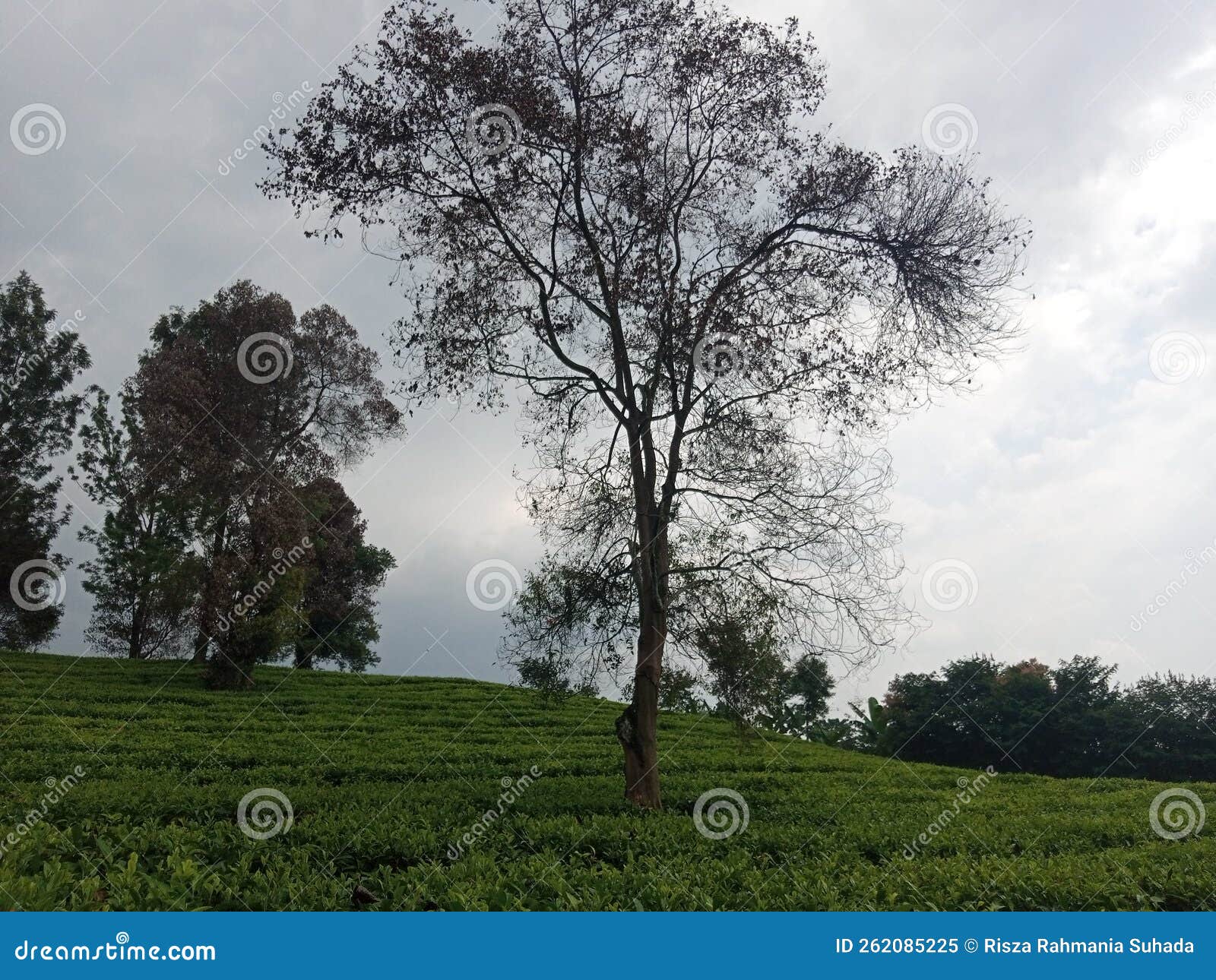 Standing Tree in the Middle of Plants Stock Image - Image of middle ...