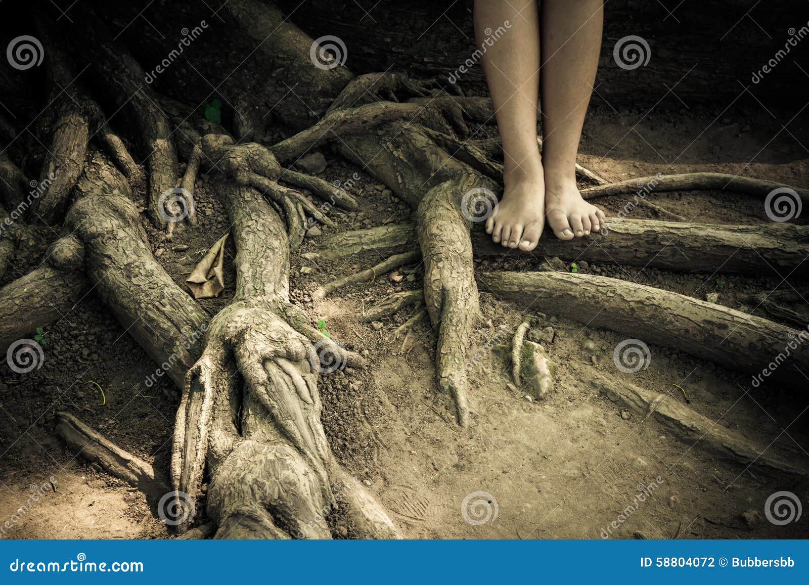 Standing on a tree root stock photo. Image of tree, brown - 58804072
