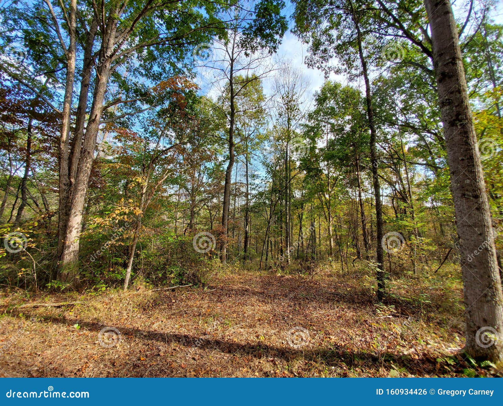 Standing among the Trees stock photo. Image of trees - 160934426